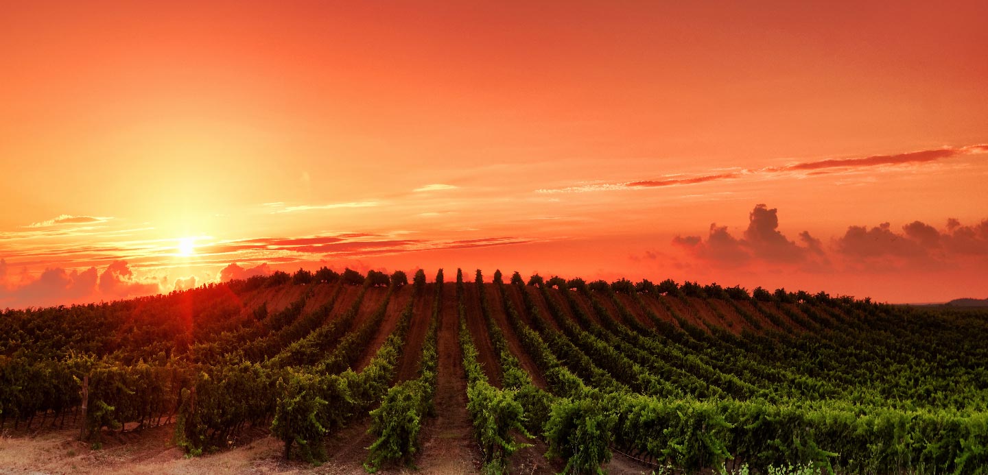 Treasury Wine Estates: cultivating a better future with its debut ESG ...